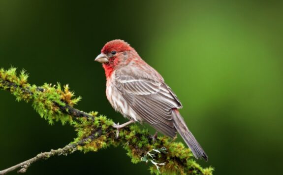 Houden en kweken van Mexicaanse roodmussen – Vogelvereniging “Ons ...